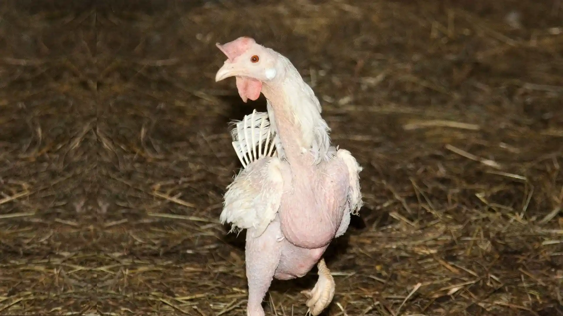 Ostern - kein Fest für Tiere: PFOTENHILFE zeigt schockierende Bilder ...